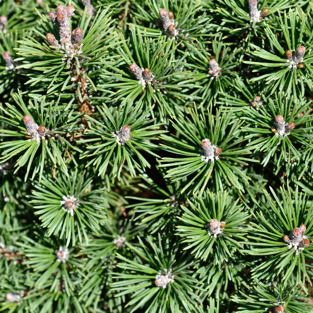 Kiefer (Pinus) im Topf online kaufen - Plantura Shop