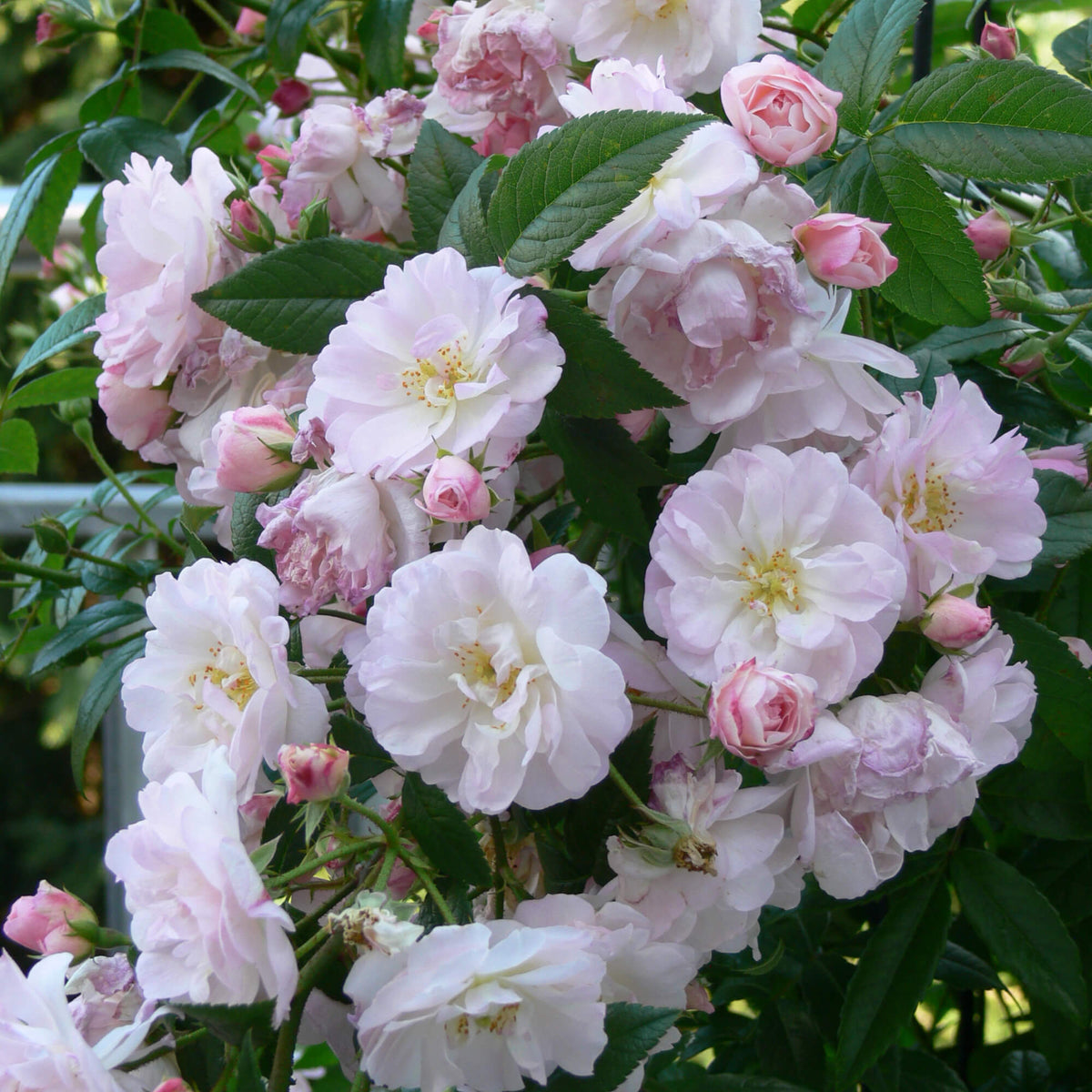 Ramblerrosen Ofterbluhend Winterhart Ohne Dornen