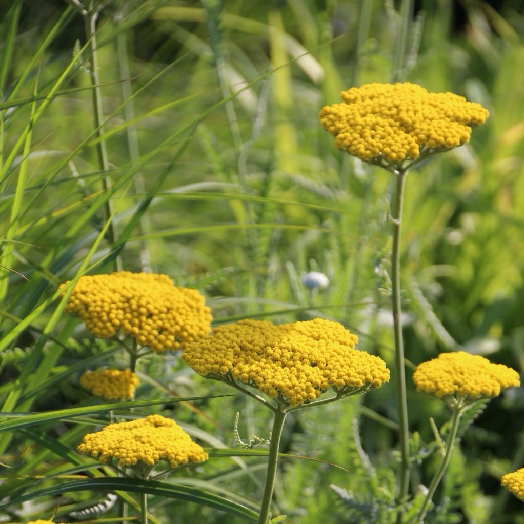 Gold-Garbe 'Coronation Gold' Gelb kaufen - Plantura Shop