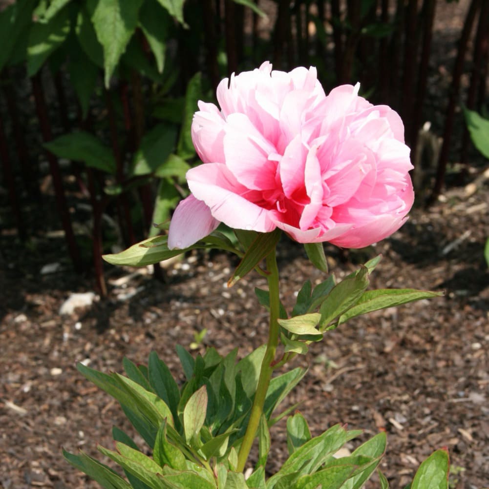 Bauern-Pfingstrose 'Rosea Plena' Rosa kaufen - Plantura Shop