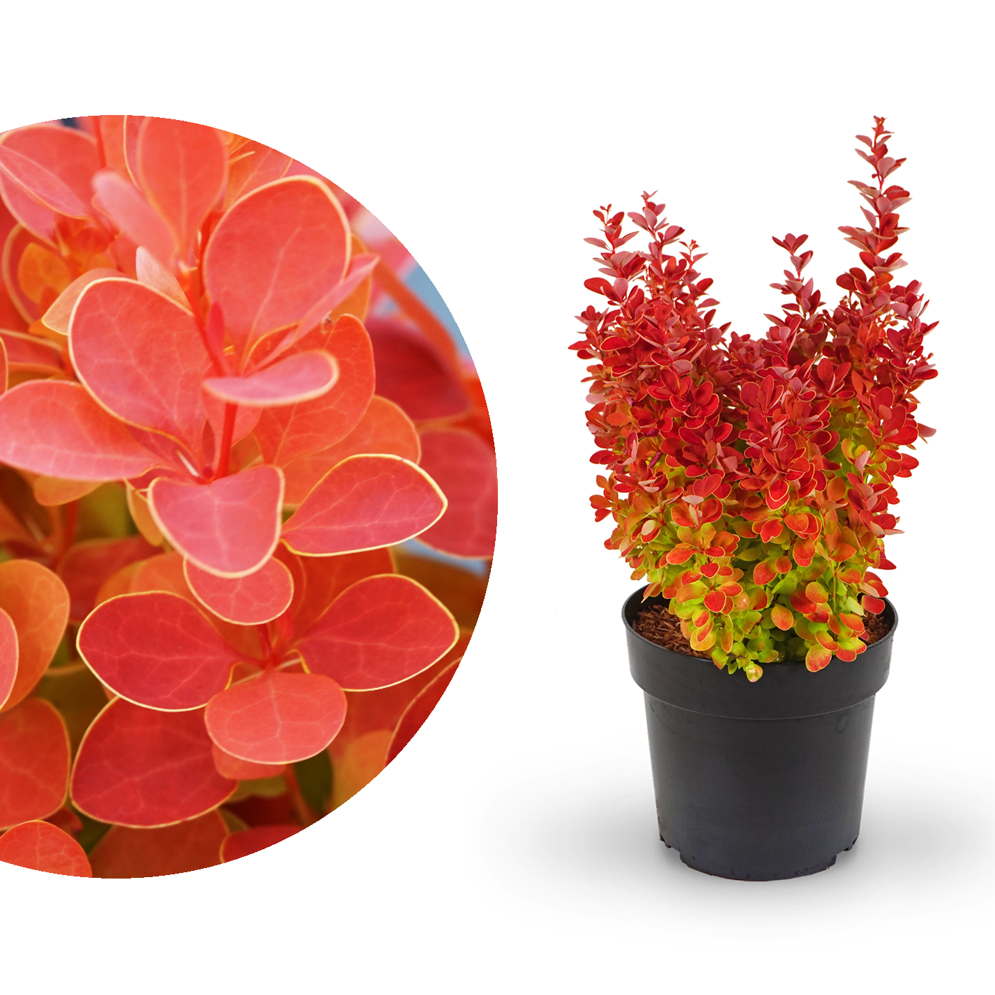 Berberitze 'Orange Ice'® kaufen - Plantura Shop
