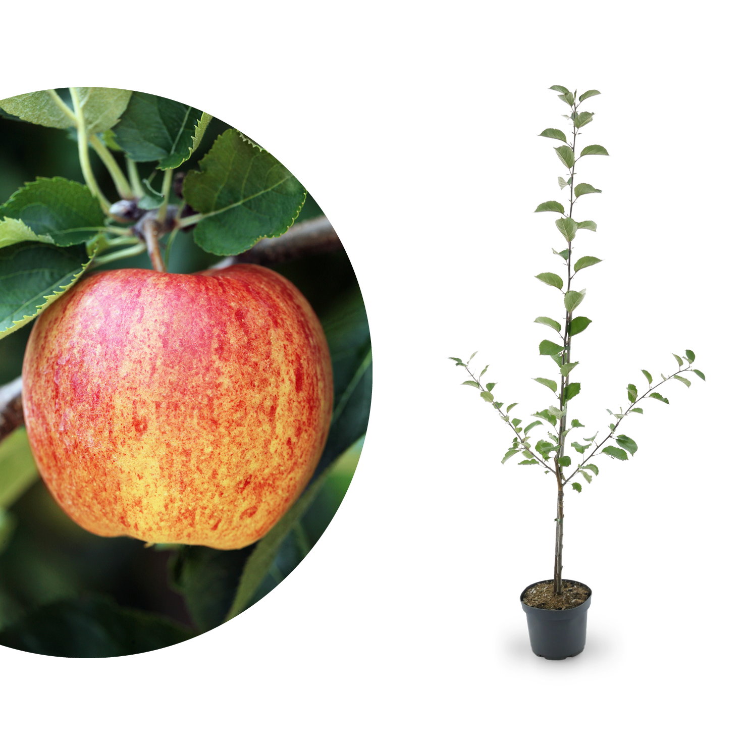 Bio-Apfelbaum 'James Grieve' kaufen - Plantura Shop