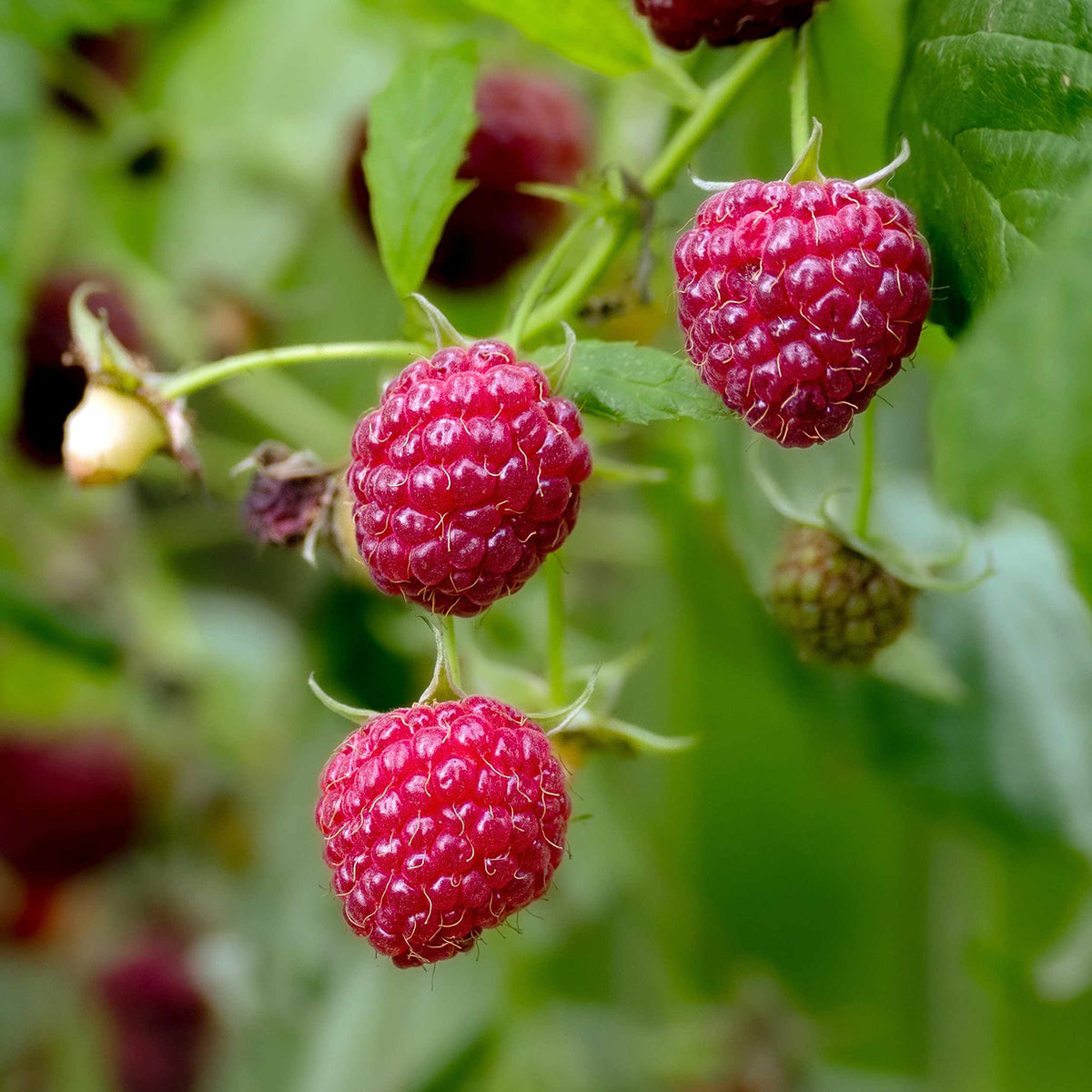 Bio-Himbeere 'Autumn Belle'® kaufen - Plantura Shop