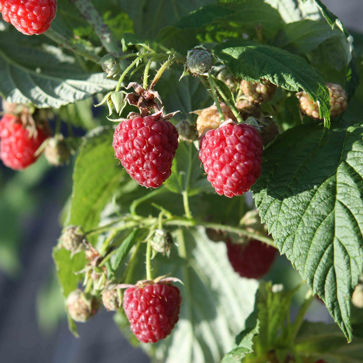 Bio-Himbeere 'Autumn First' kaufen - Plantura Shop