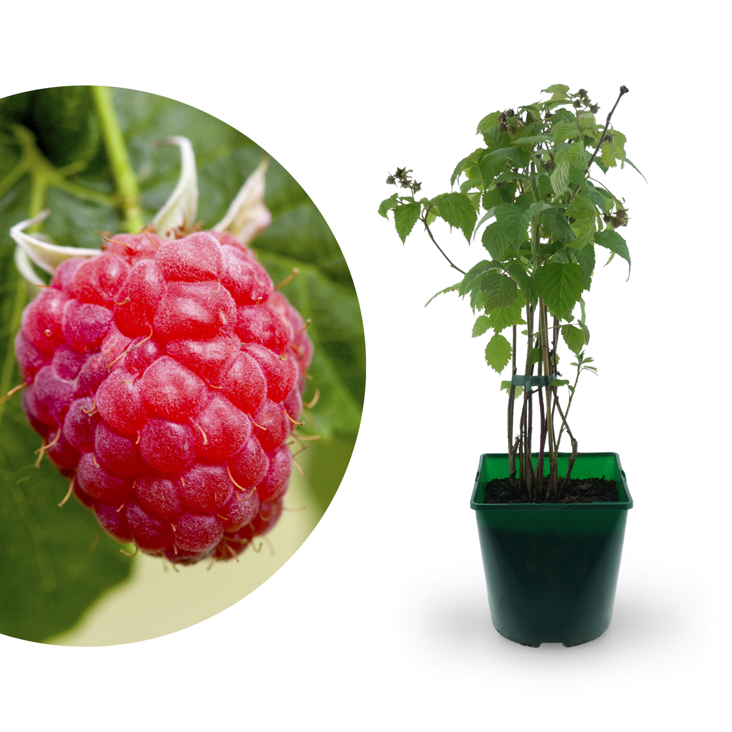 Bio-Himbeere 'Meeker' kaufen - Plantura Shop