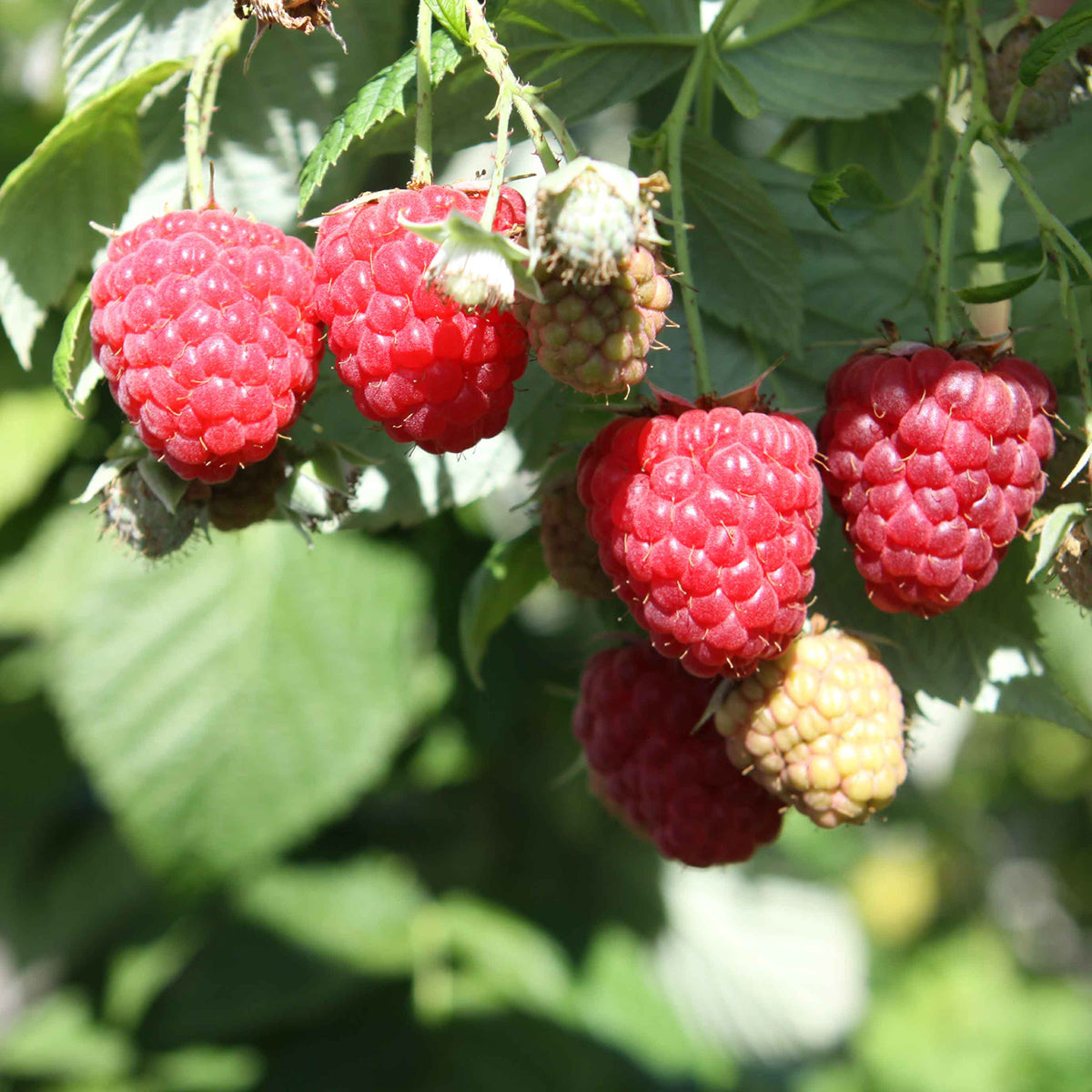 Bio-Himbeere 'TulaMagic'® kaufen - Plantura Shop