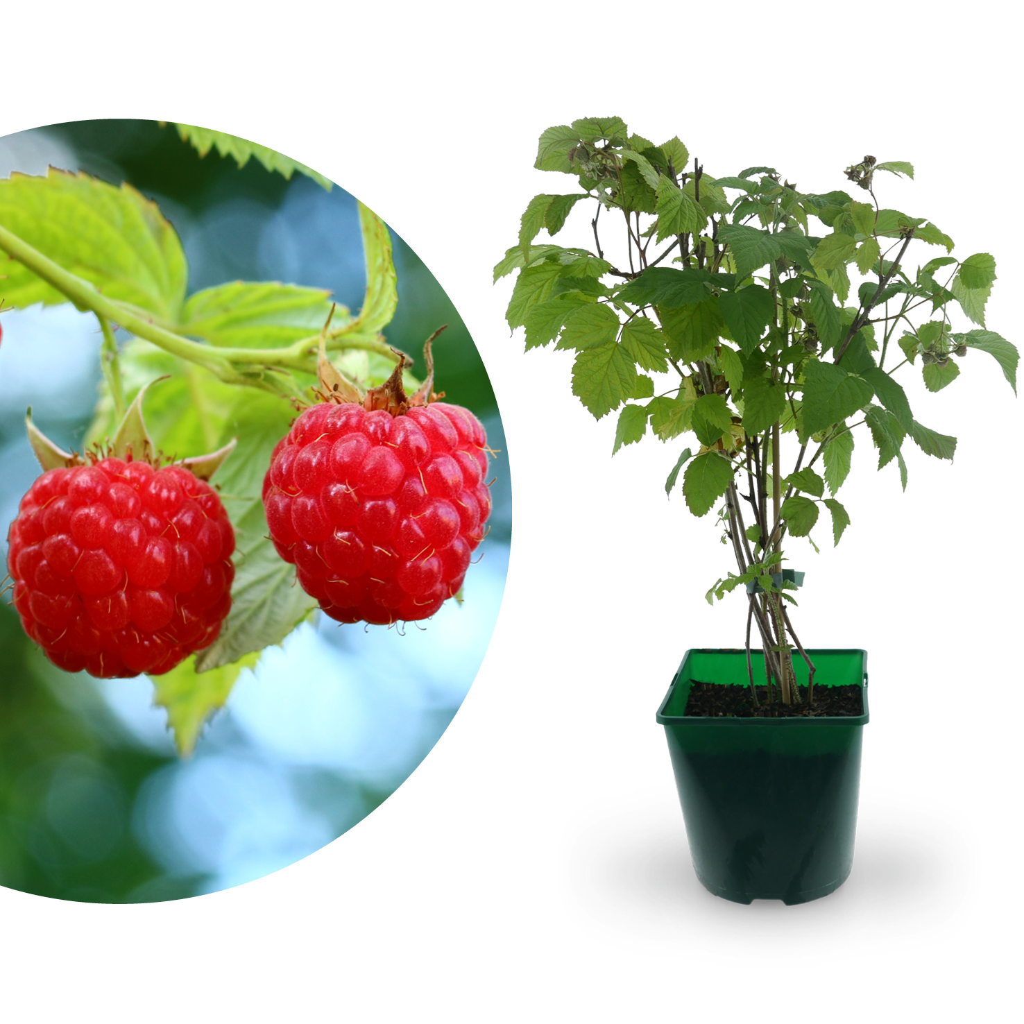 Bio-Himbeere 'ZEFA 3 Herbsternte' kaufen - Plantura Shop