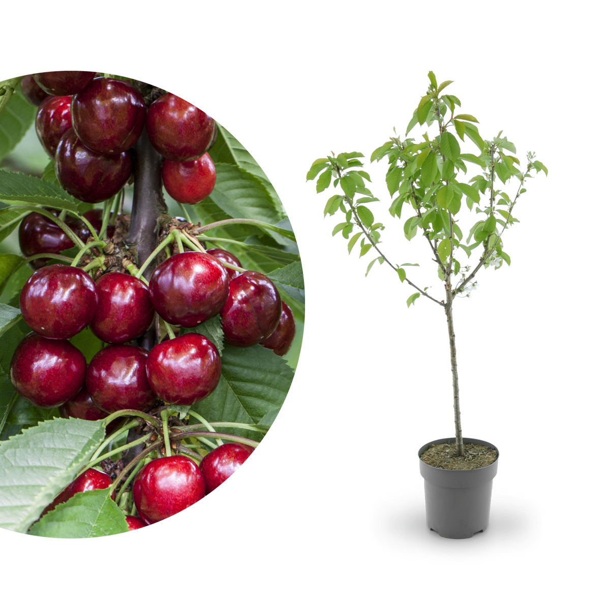 Bio-Kirschbaum 'Erika' kaufen - Plantura Shop