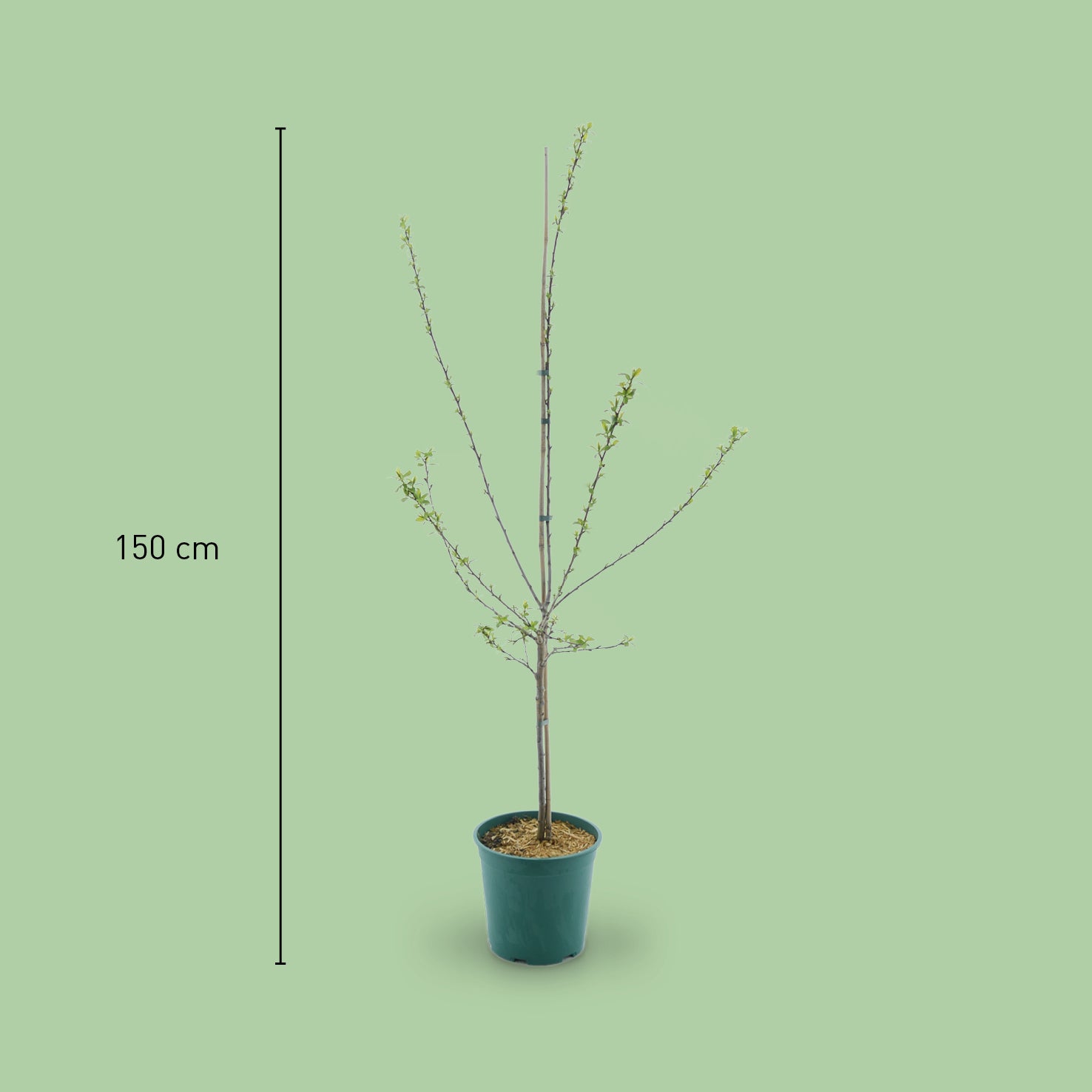 Bio-Mirabellenbaum 'Bellamira' kaufen - Plantura Shop