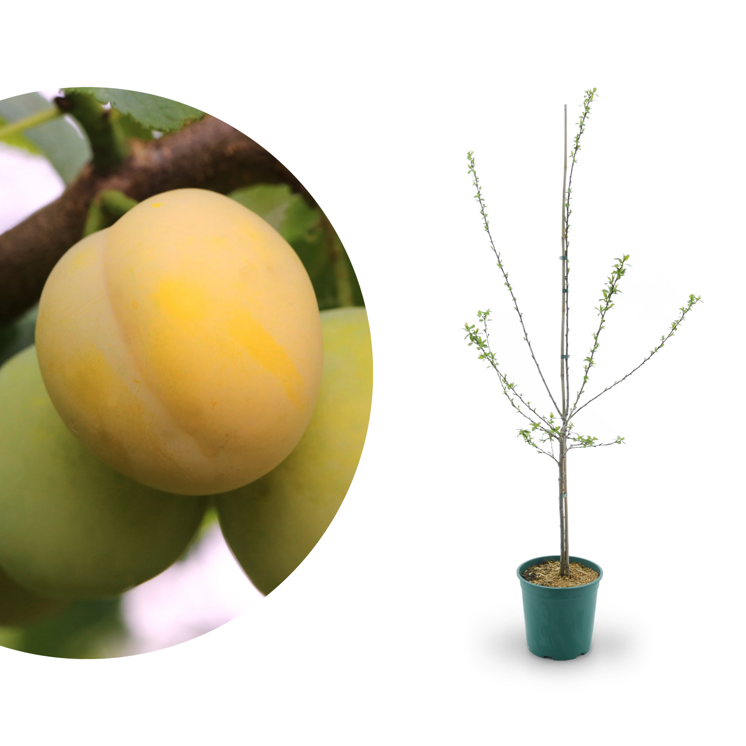 Bio-Mirabellenbaum 'Bellamira' kaufen - Plantura Shop
