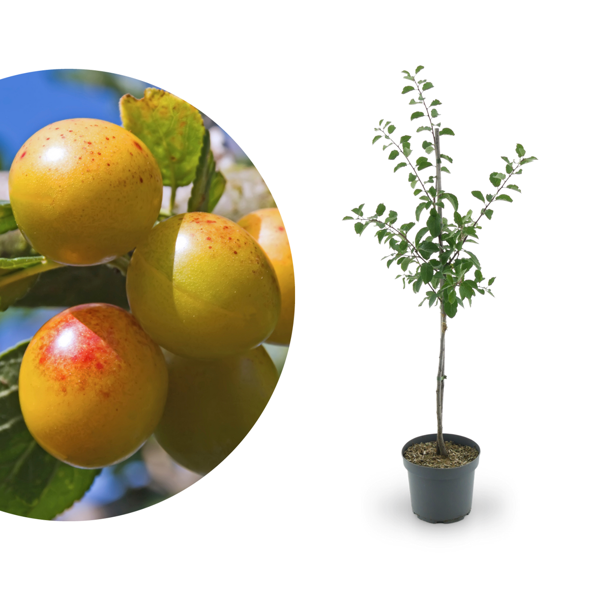 Bio-Mirabellenbaum 'Von Nancy' kaufen - Plantura Shop