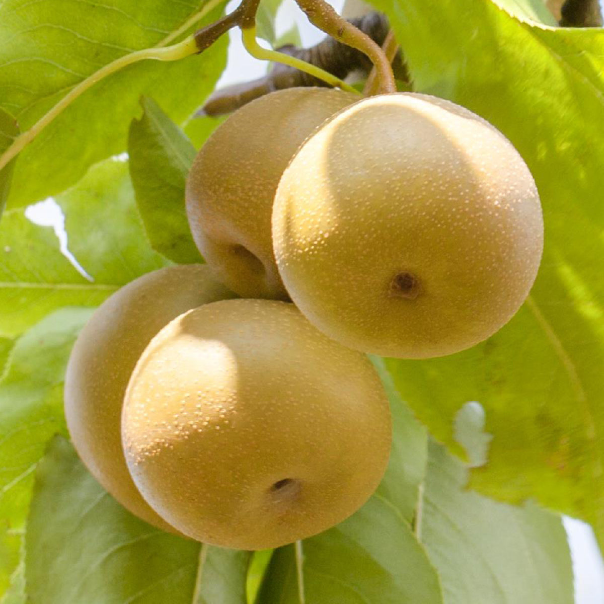 Bio-Nashi-Birnbaum 'Kosui' kaufen - Plantura Shop