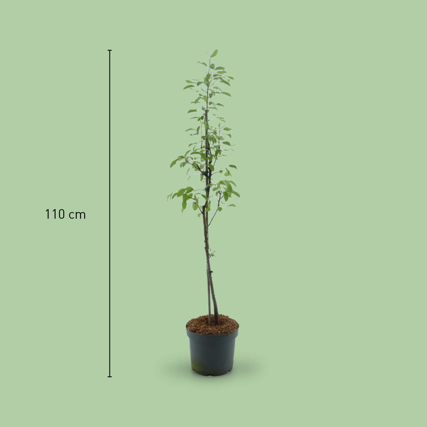 Bio-Nashi-Birnbaum 'Kosui' kaufen - Plantura Shop