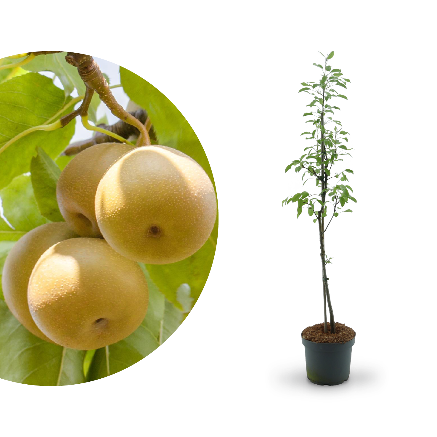 Bio-Nashi-Birnbaum 'Kosui' kaufen - Plantura Shop