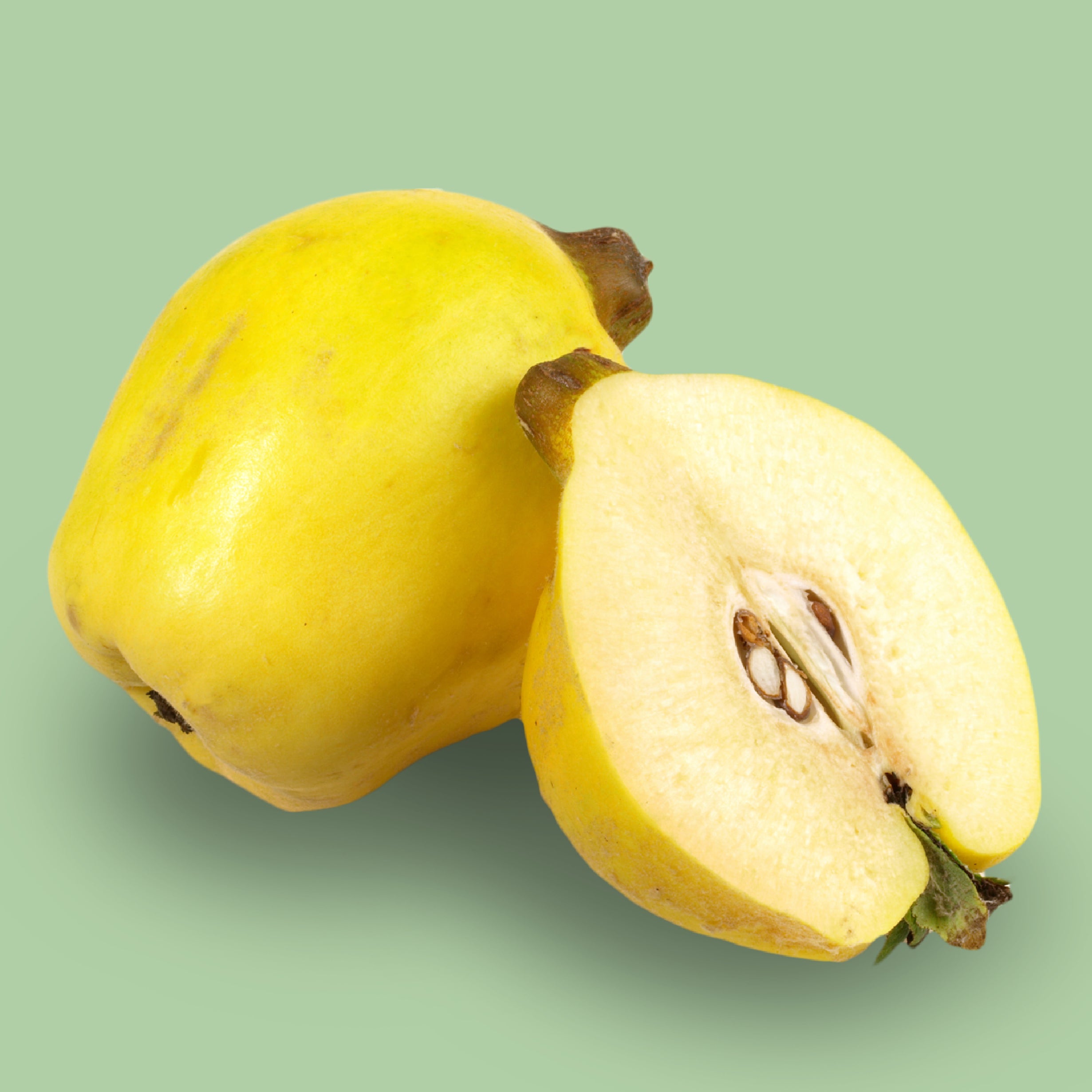 Bio-Quitte 'Robusta' kaufen - Plantura Shop