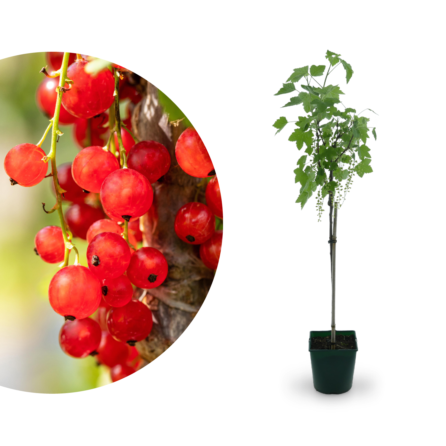 Bio-Johannisbeere 'Jonkheer van Tets' Hochstamm - Plantura Shop