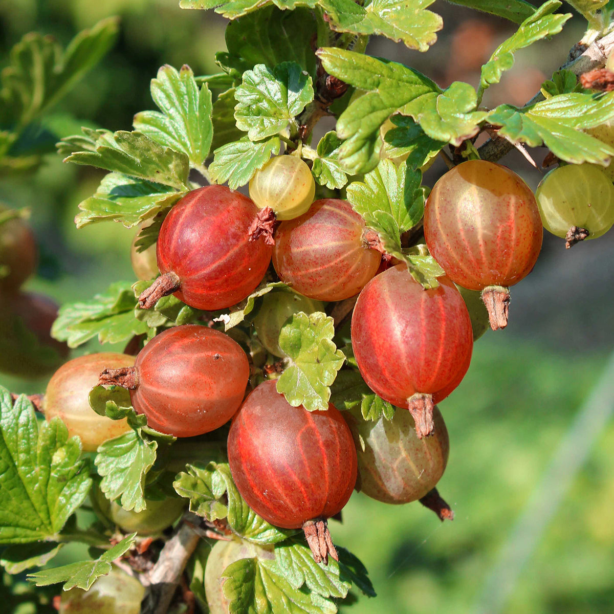 Bio-Stachelbeere 'Captivator' Stachelarm - Plantura Shop