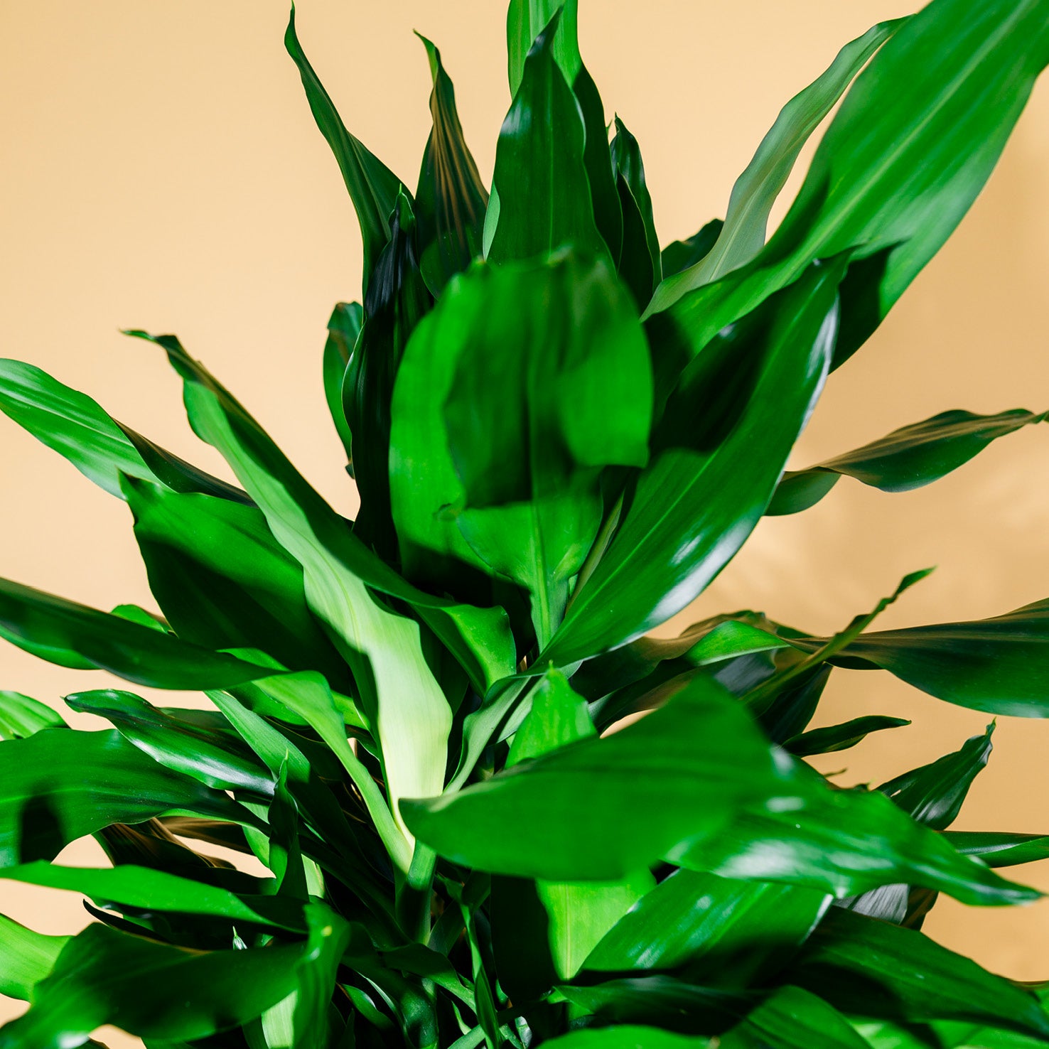 Drachenbaum 'Janet Lind' kaufen - Plantura Shop