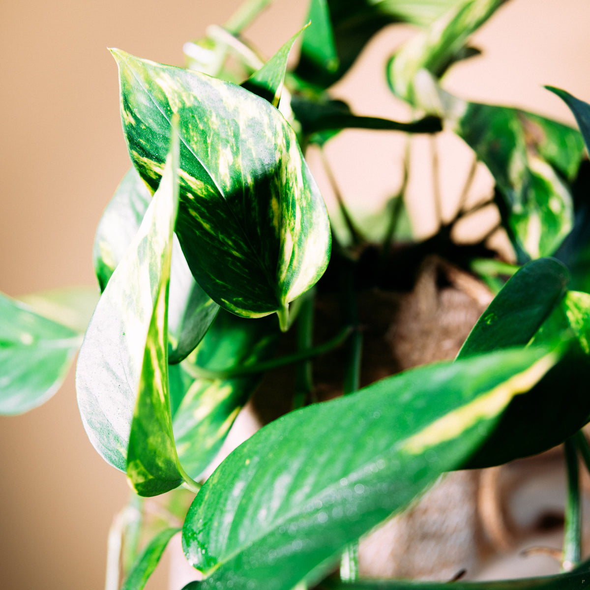 Goldene Efeutute (Epipremnum aureum) kaufen - Plantura Shop