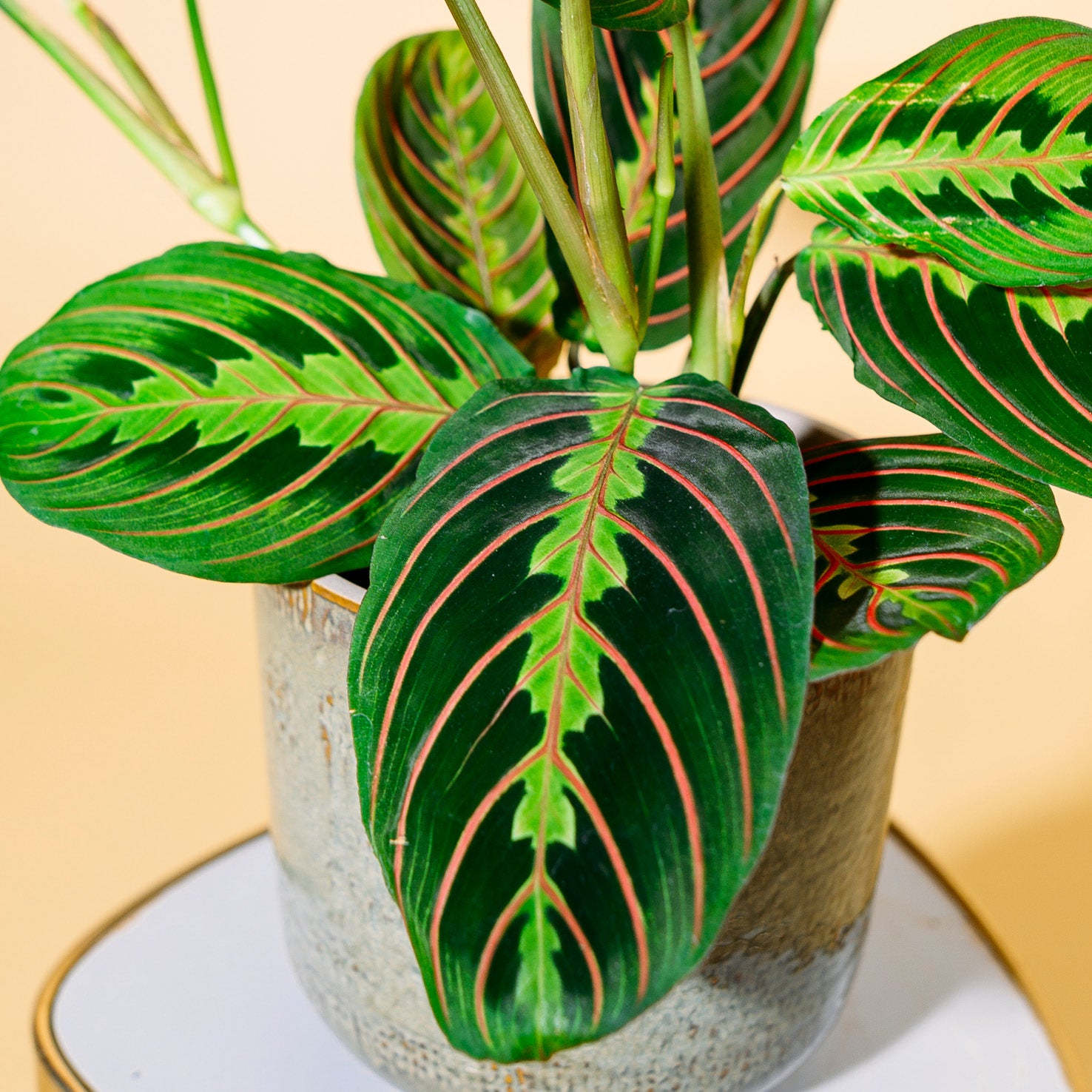 Marante 'Fascinator Tricolor' kaufen - Plantura Shop