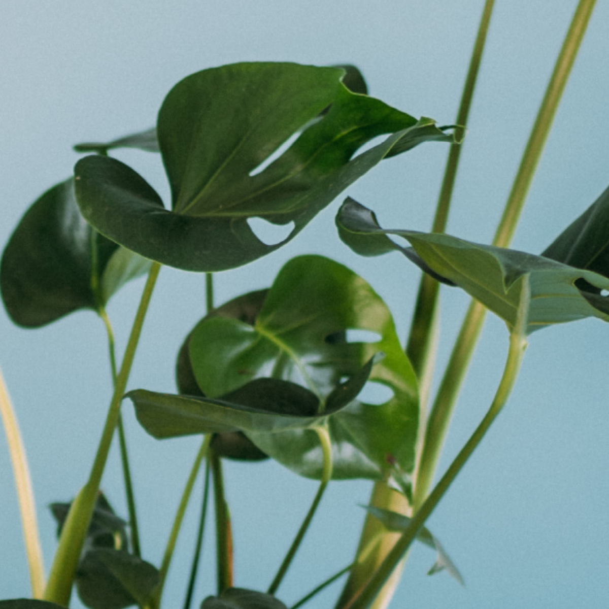 Monstera Liebhaber-Set (3 Stk.) kaufen - Plantura Shop