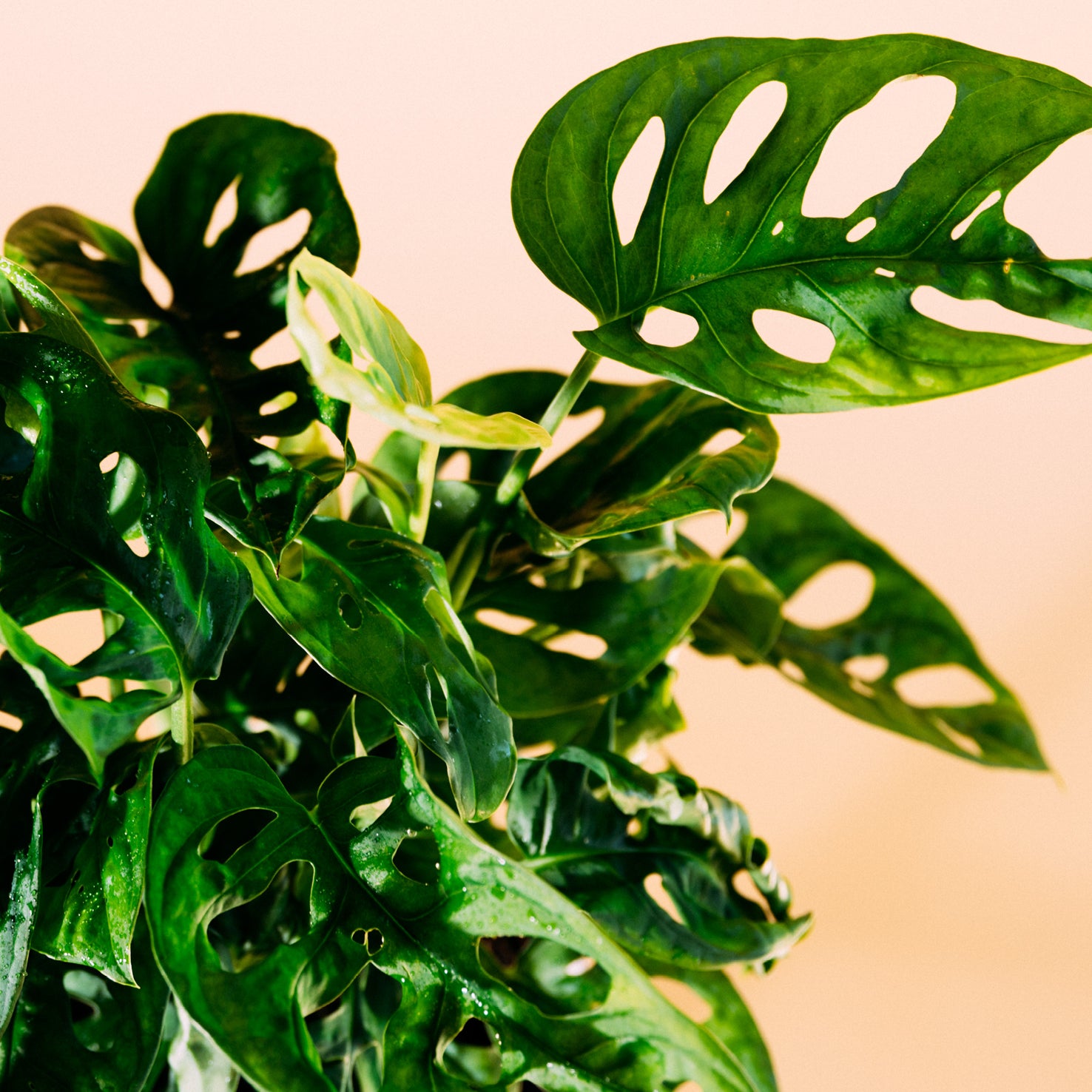 Monstera Monkey Leaf kaufen - Plantura Shop