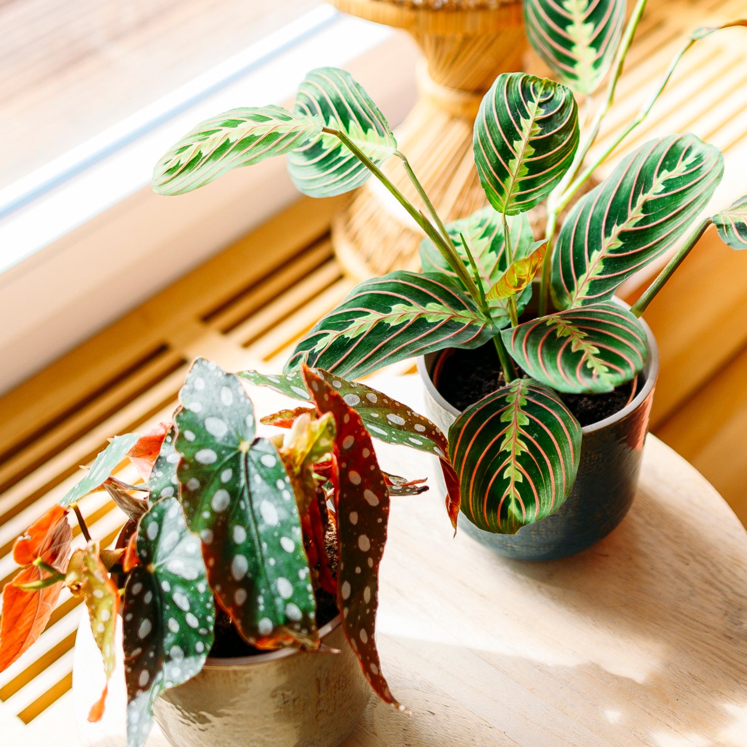 Blattschmuck-Zimmerpflanzen (3er Set) kaufen - Plantura Shop