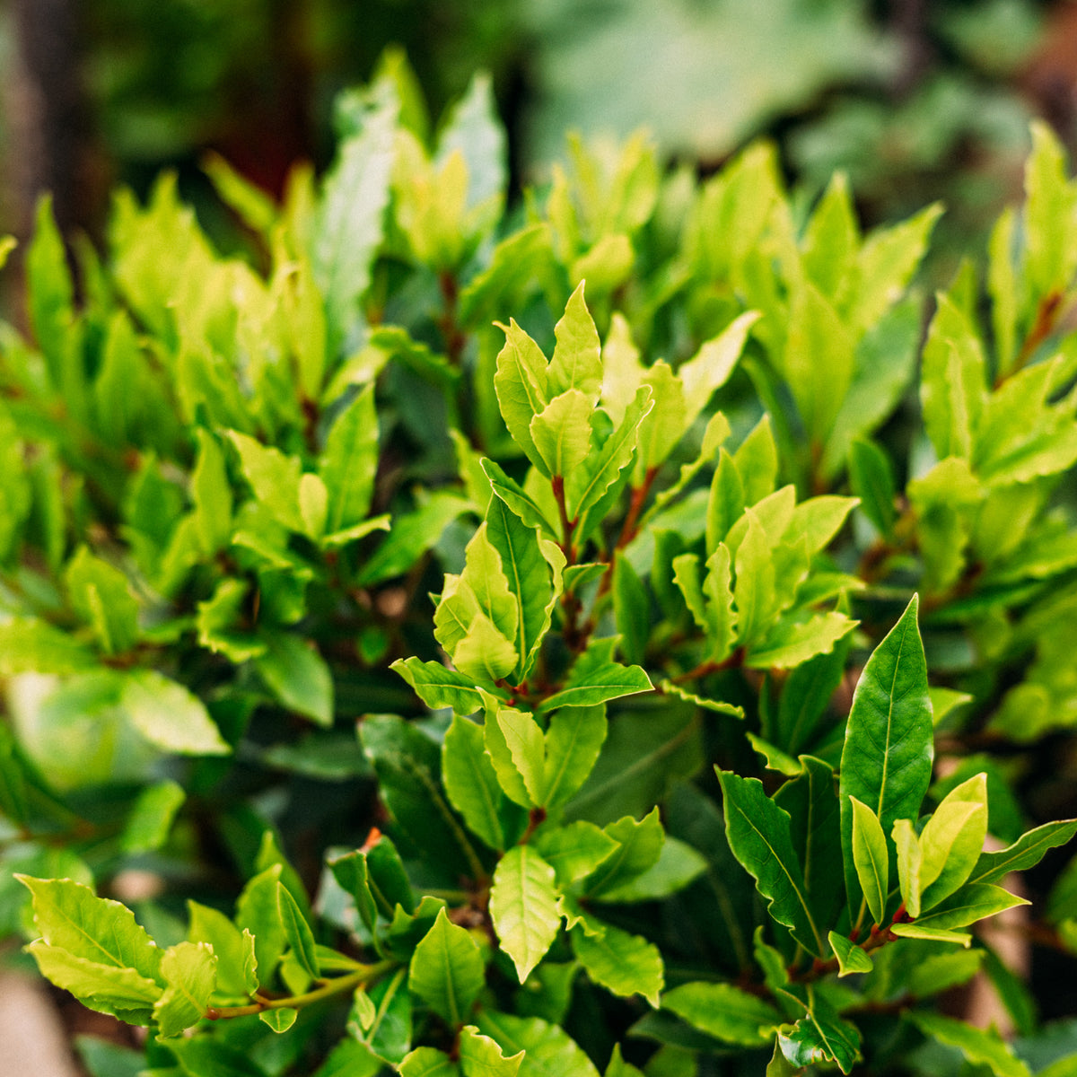 Echter Lorbeer 'Little Ragu®' kaufen - Plantura Shop