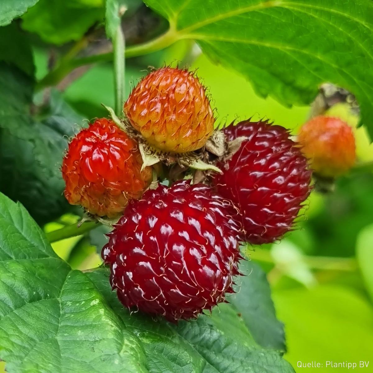 Rette mich: Säulen-Himbeere 'Hararasp' kaufen - Plantura Shop
