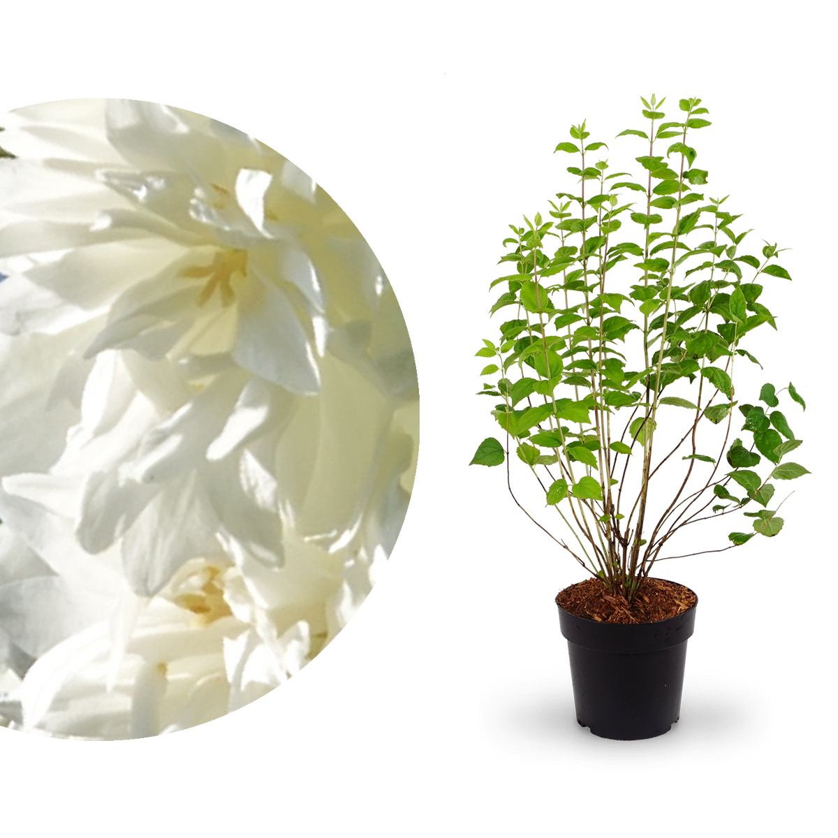 Gartenjasmin 'Minnesota Snowflake' kaufen - Plantura Shop