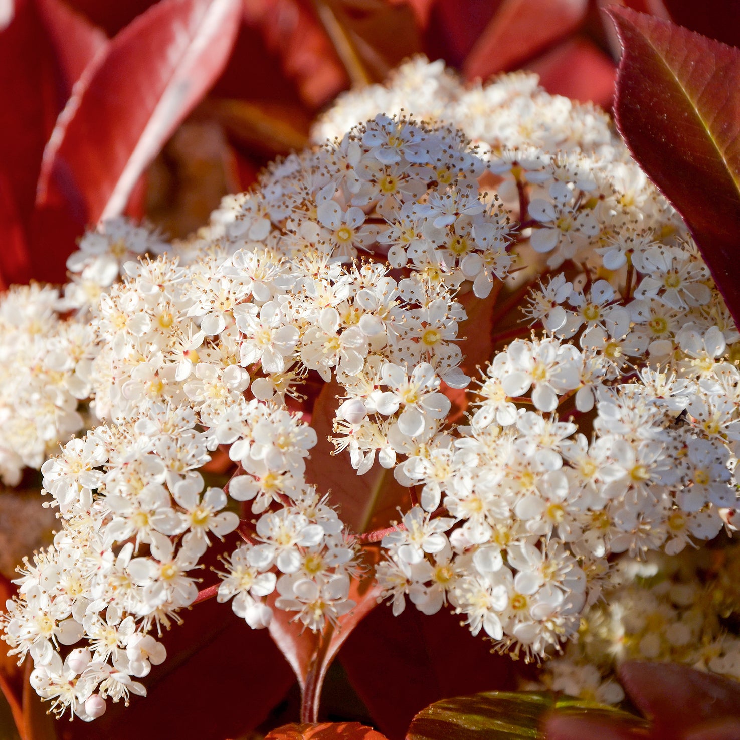 Glanzmispel 'Little Red Robin' Hochstamm kaufen - Plantura Shop