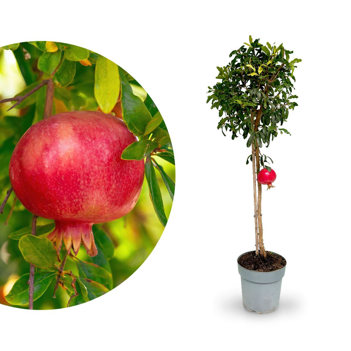 Granatapfelbaum (Punica granatum) kaufen - Plantura Shop