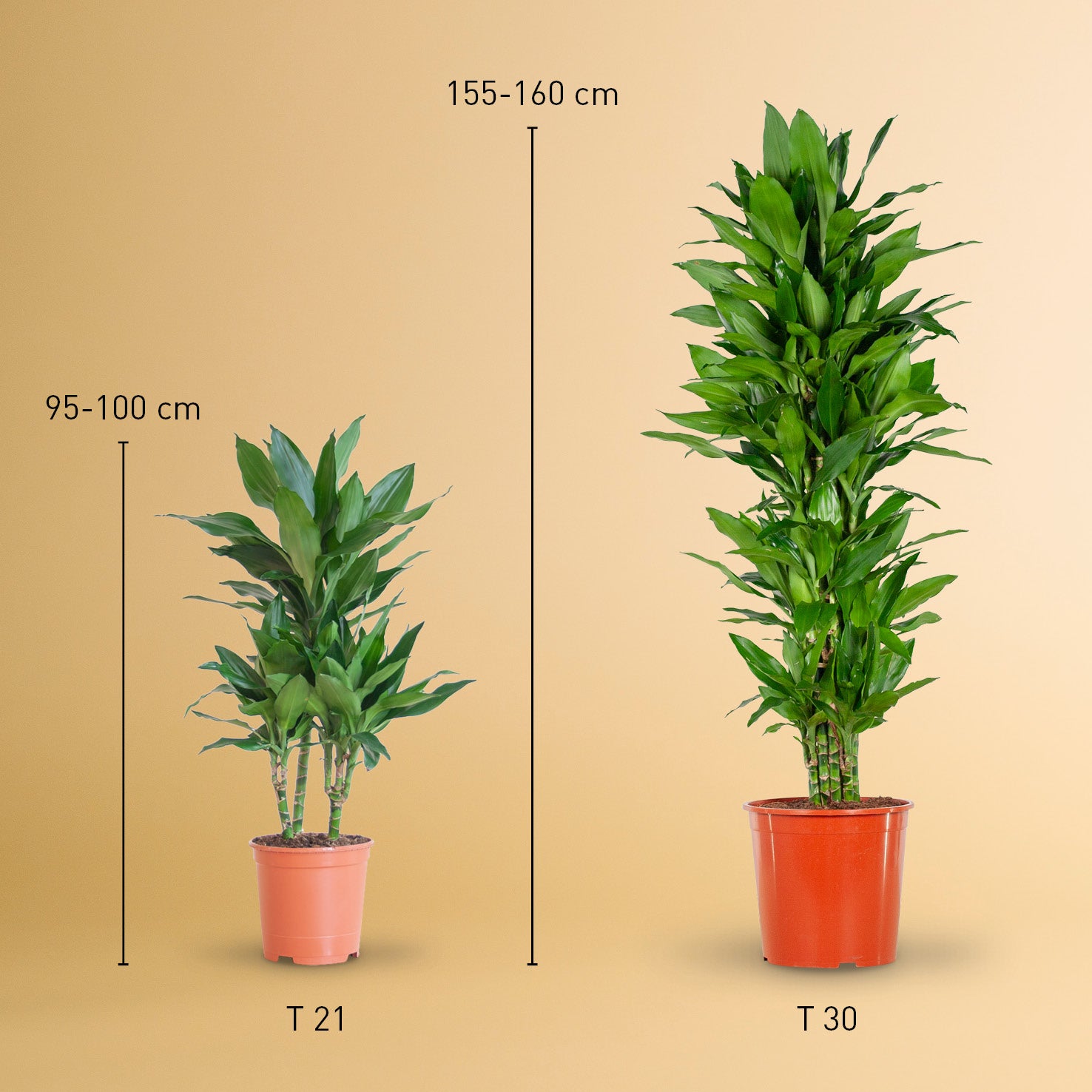 Drachenbaum 'Janet Lind' kaufen - Plantura Shop