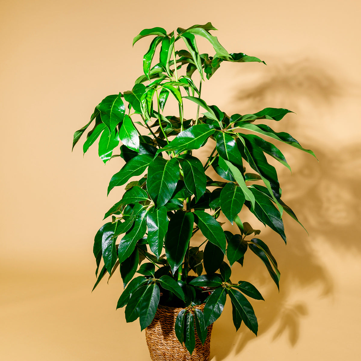 Planta Schefflera Gigante Schefflera Arboricola Compacta Verzweigt