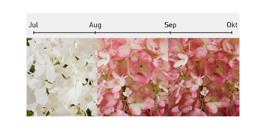 Hortensie Groundbreaker® 'Blush' kaufen - Plantura Shop
