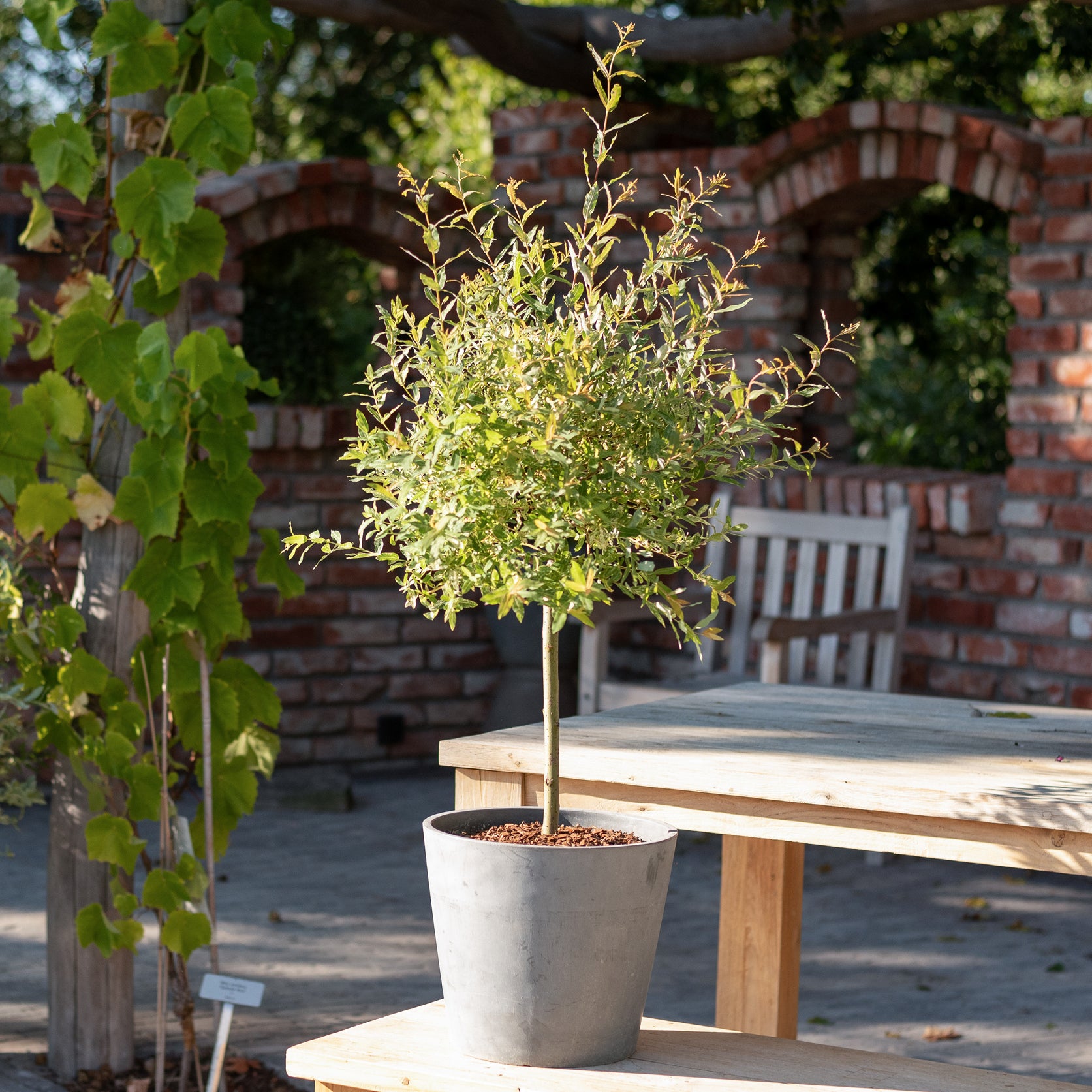 Japan. Harlekinweide 'Hakuro Nishiki' kaufen - Plantura Shop