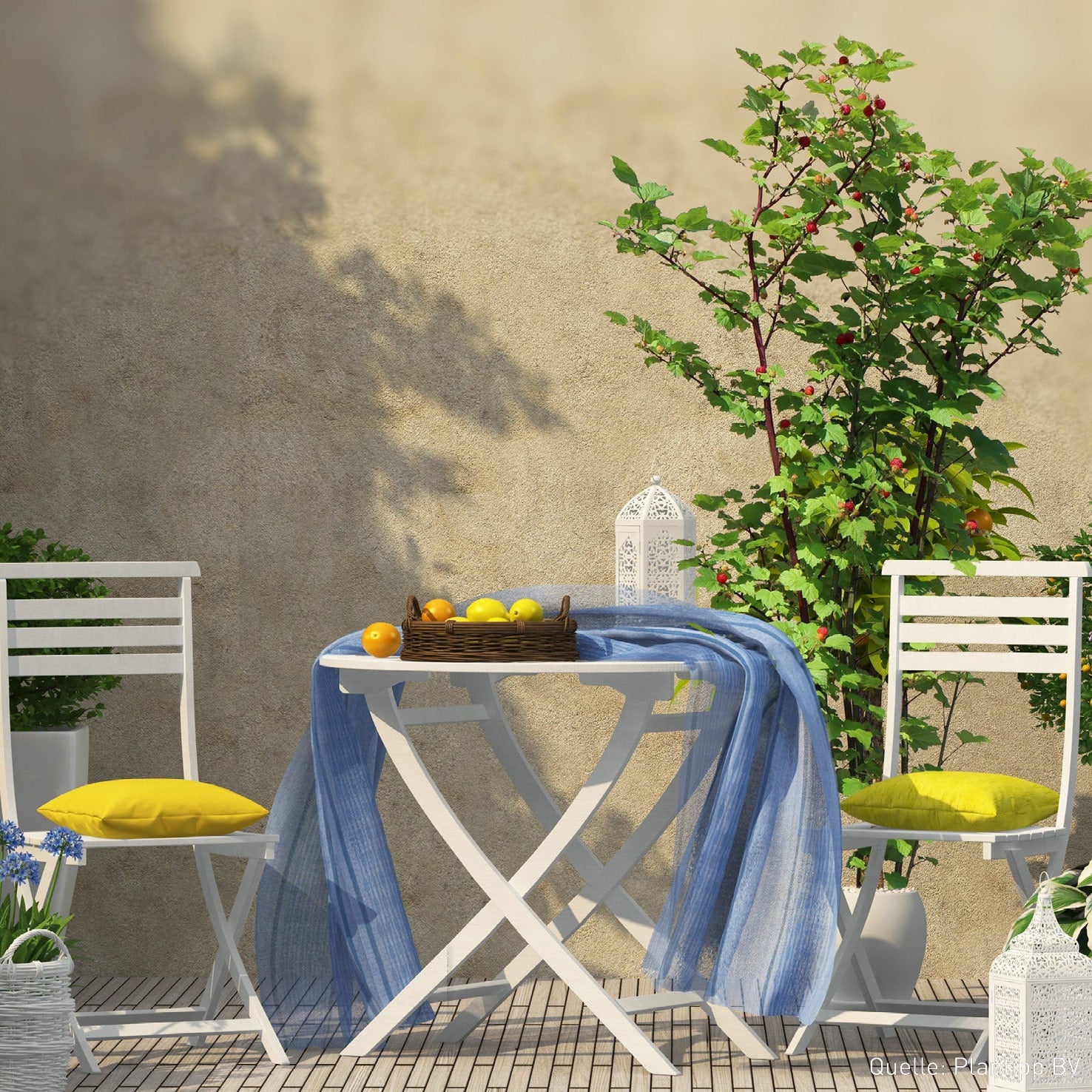 Rette mich: Säulen-Himbeere 'Hararasp' kaufen - Plantura Shop