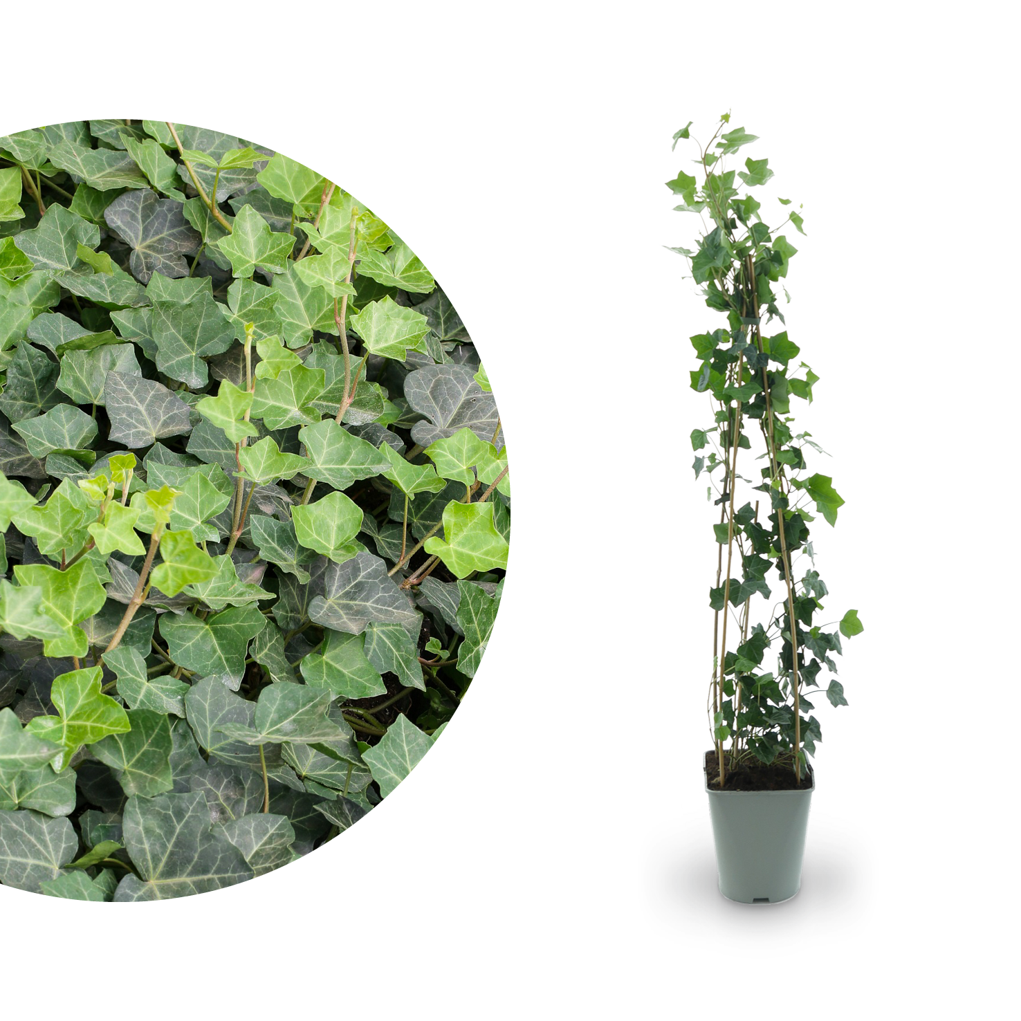 Irischer Efeu kaufen - Plantura Shop