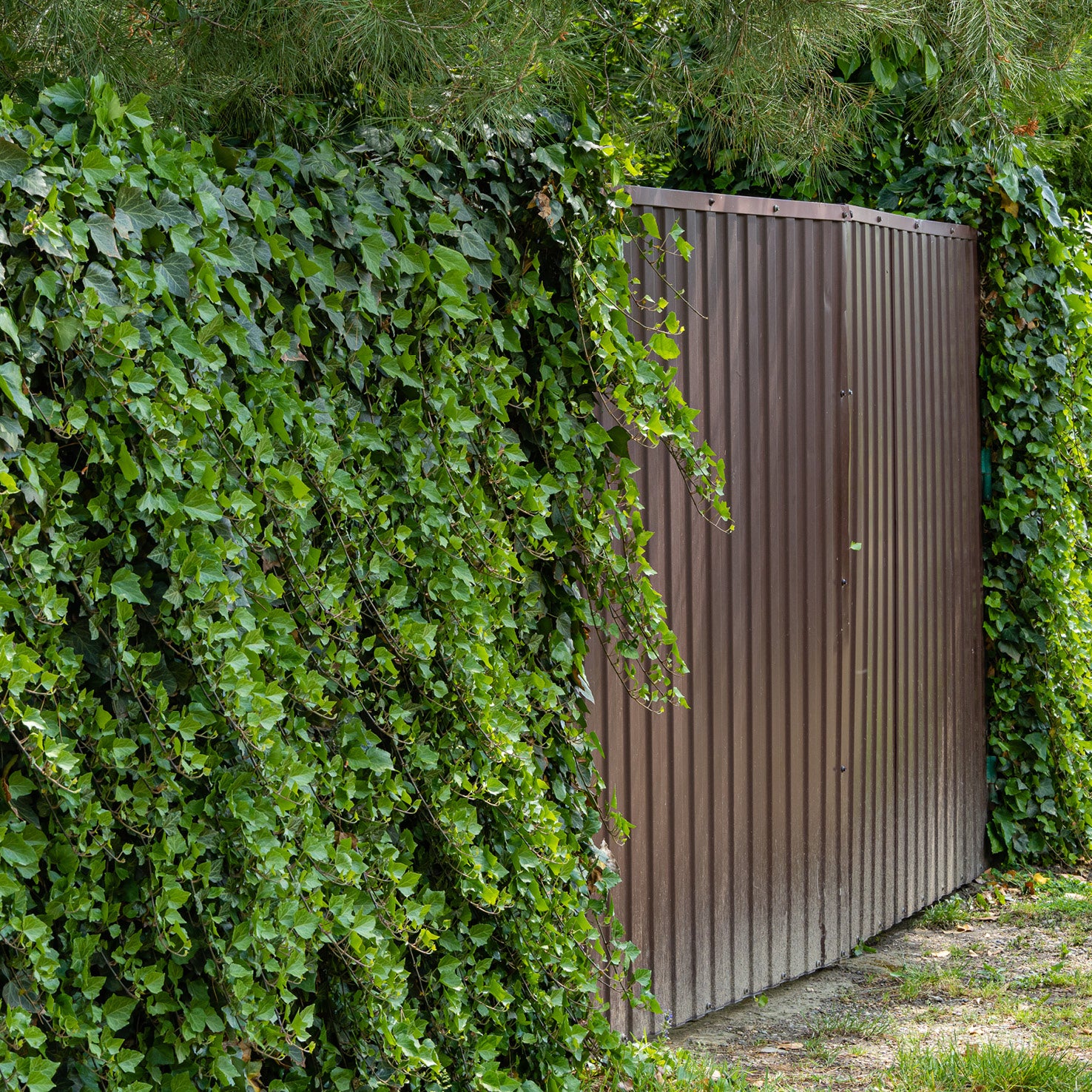 Irischer Efeu kaufen - Plantura Shop