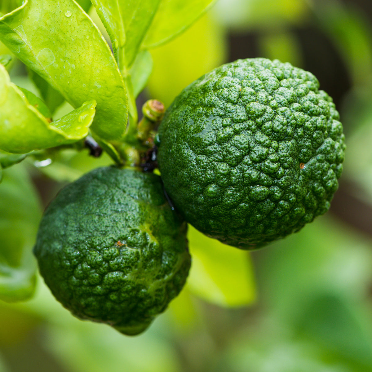 Kaffir-Limette LIME TIME® kaufen - Plantura Shop