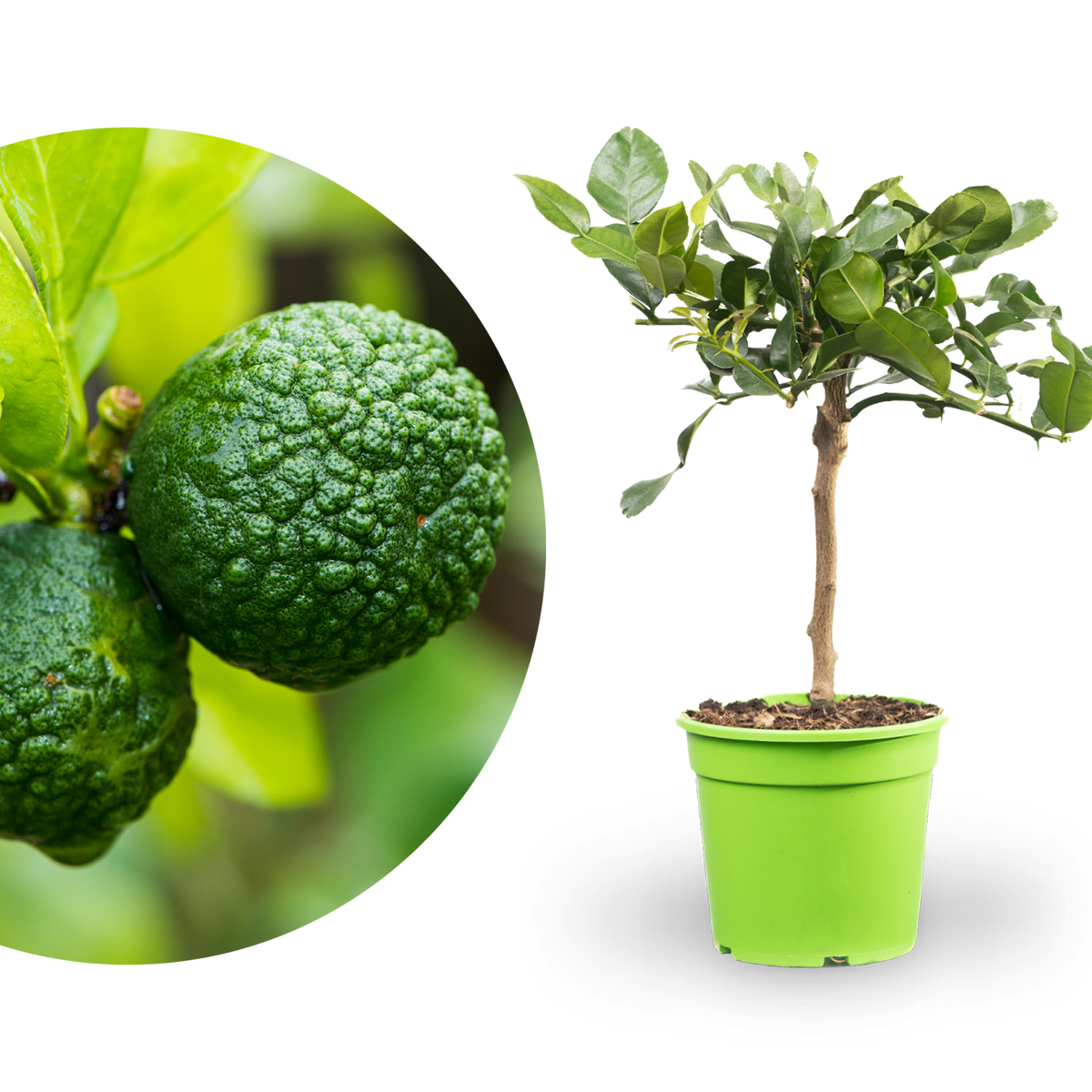 Kaffir-Limette LIME TIME® kaufen - Plantura Shop