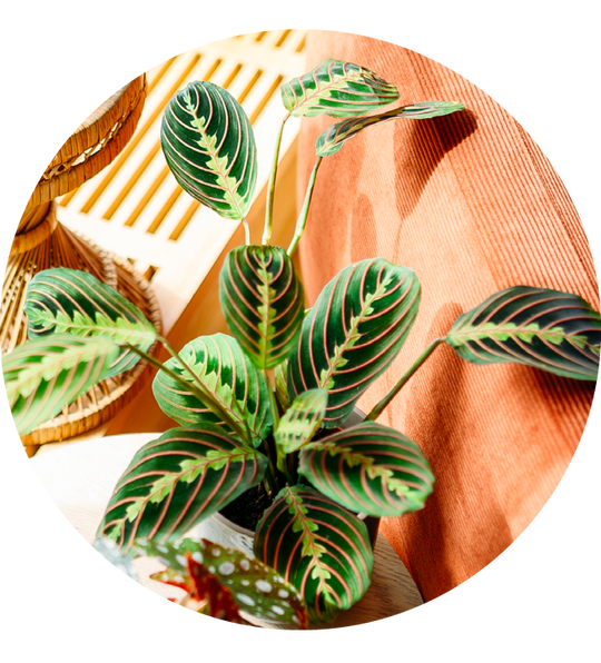 Marante 'Fascinator Tricolor' kaufen - Plantura Shop