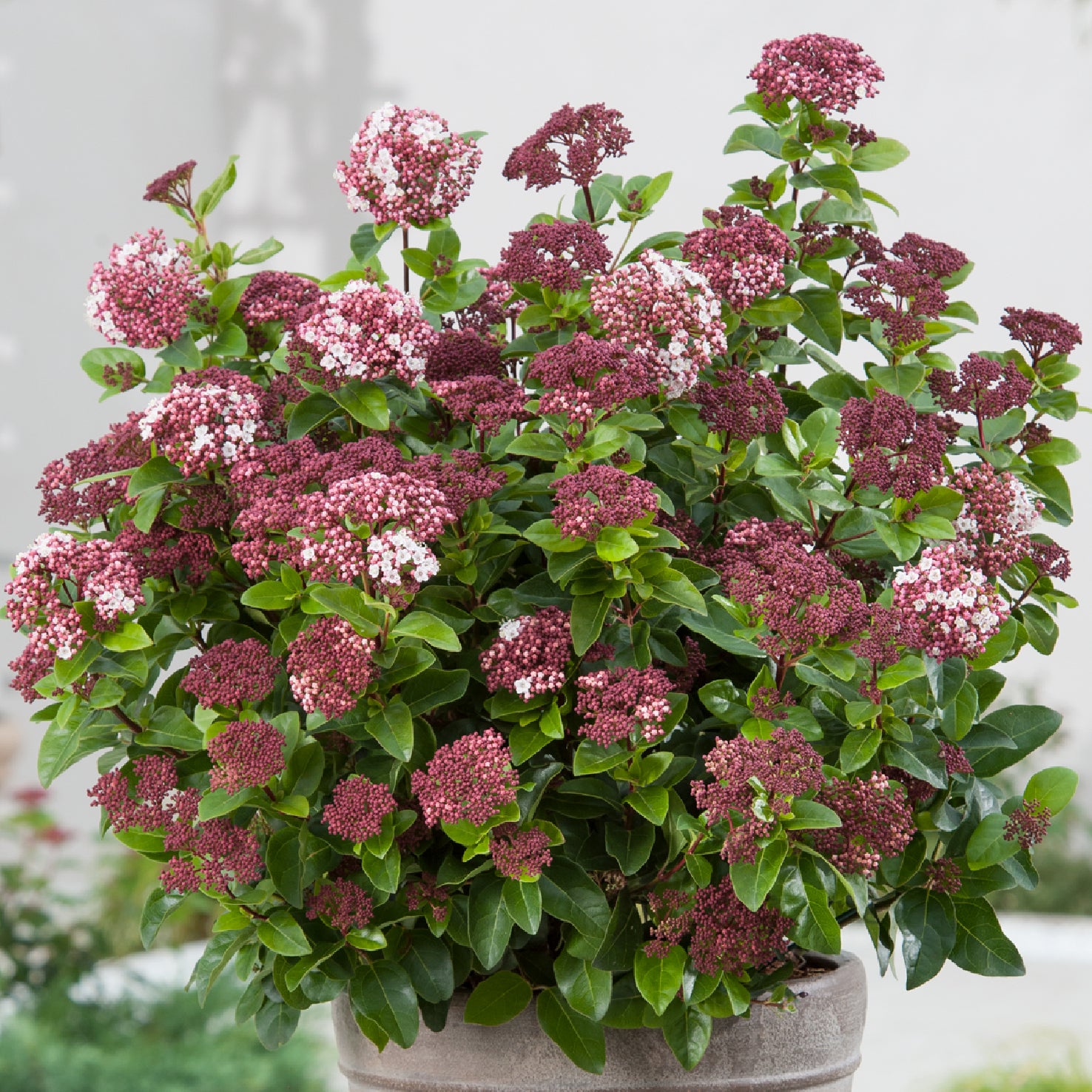 Mittelmeer-Schneeball 'Lisarose®' kaufen - Plantura Shop