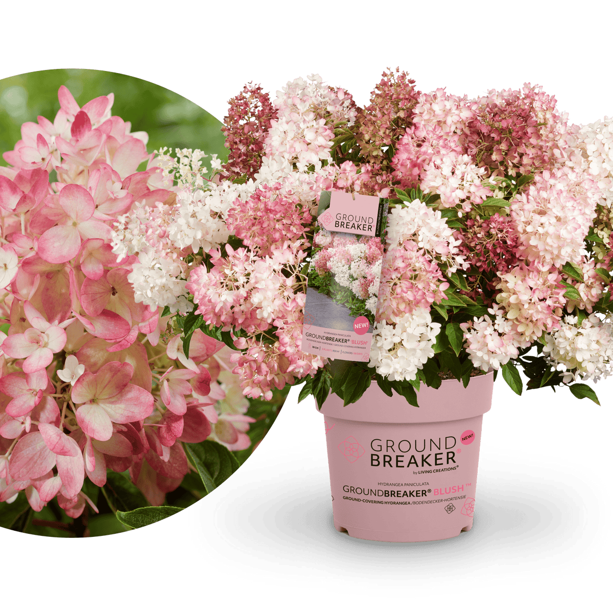 Hortensie Groundbreaker® 'Blush' kaufen - Plantura Shop