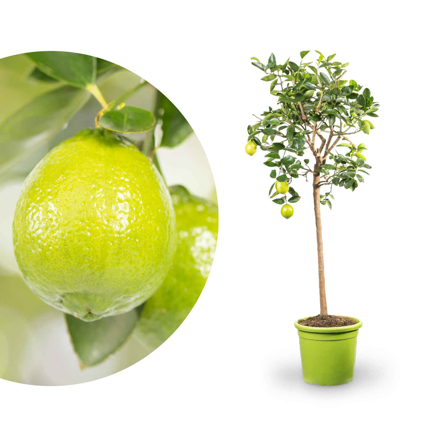 Persische Limette XXL-Stamm kaufen - Plantura Shop