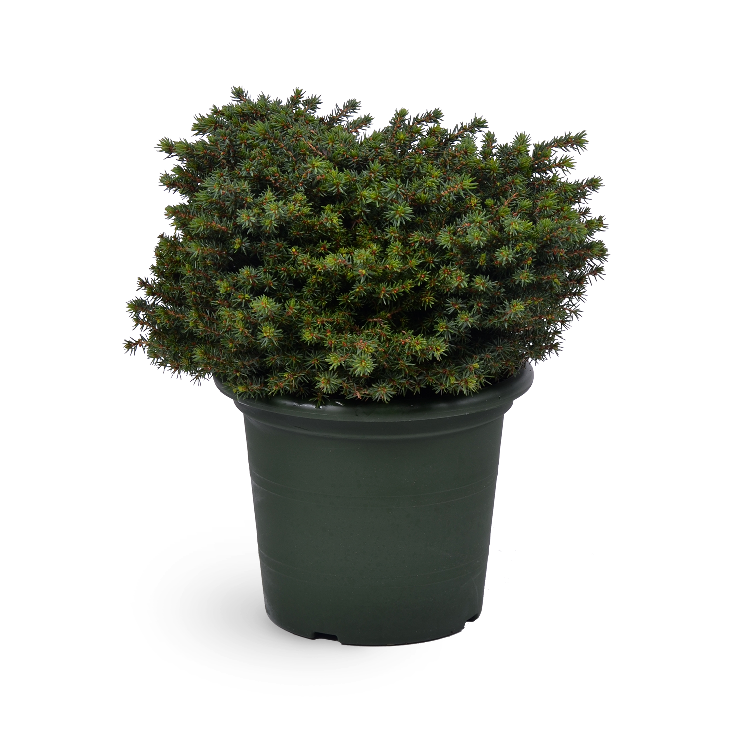 Picea abies 'Little Gem' kaufen - Plantura Shop