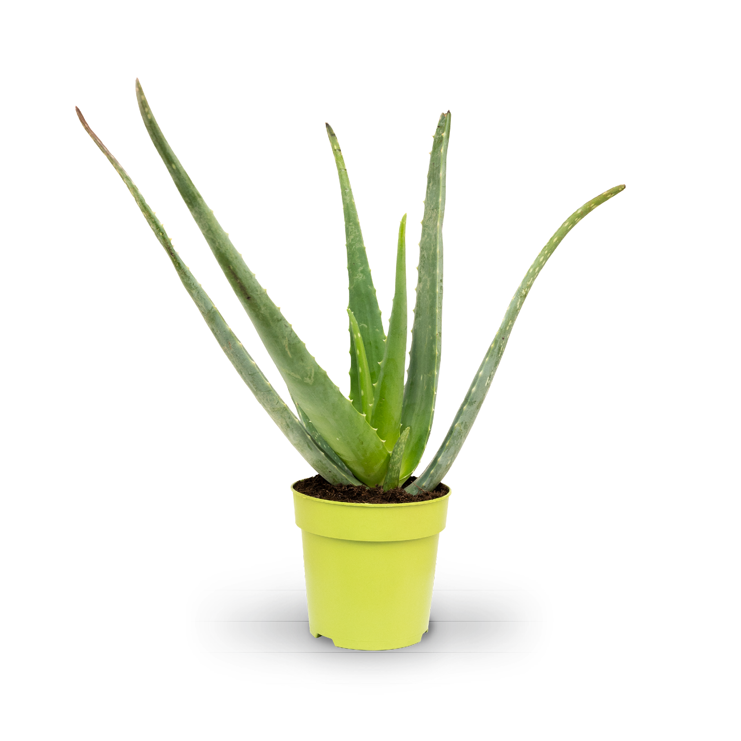 Aloe vera (Echte Aloe) kaufen - Plantura Shop
