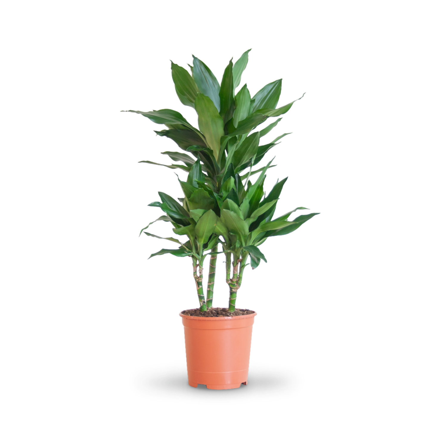 Drachenbaum 'Janet Lind' kaufen - Plantura Shop