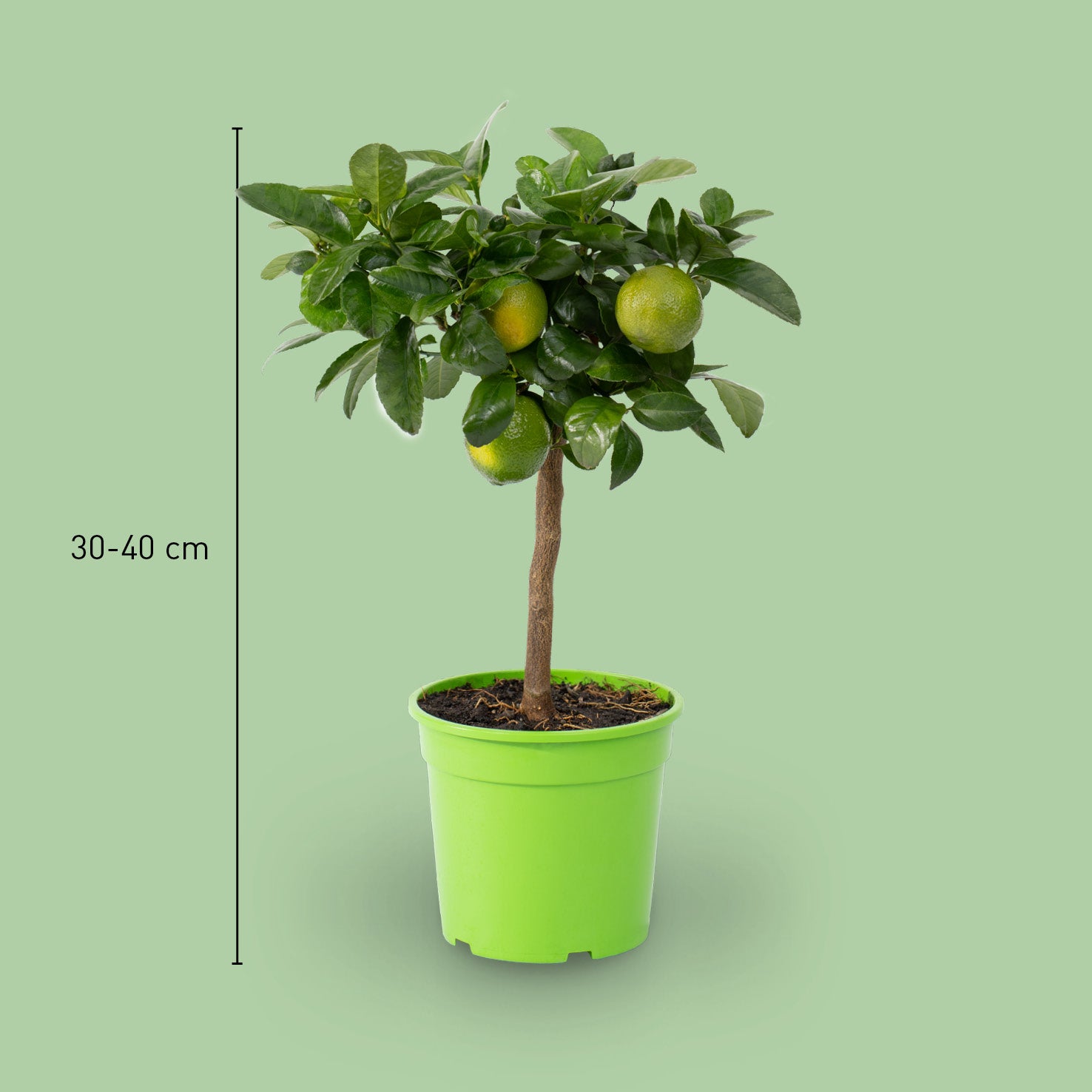 Rangpur-Limette LIME TIME® 'Osbeck' kaufen - Plantura Shop