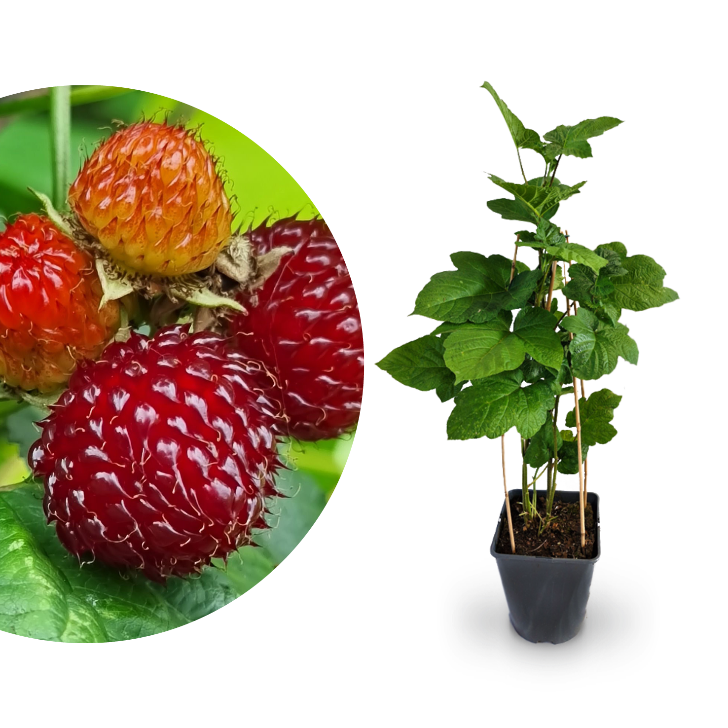 Rette mich: Säulen-Himbeere 'Hararasp' kaufen - Plantura Shop